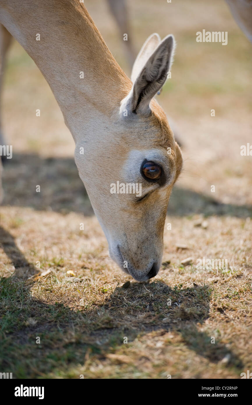 Gazelle safari hi-res stock photography and images - Alamy