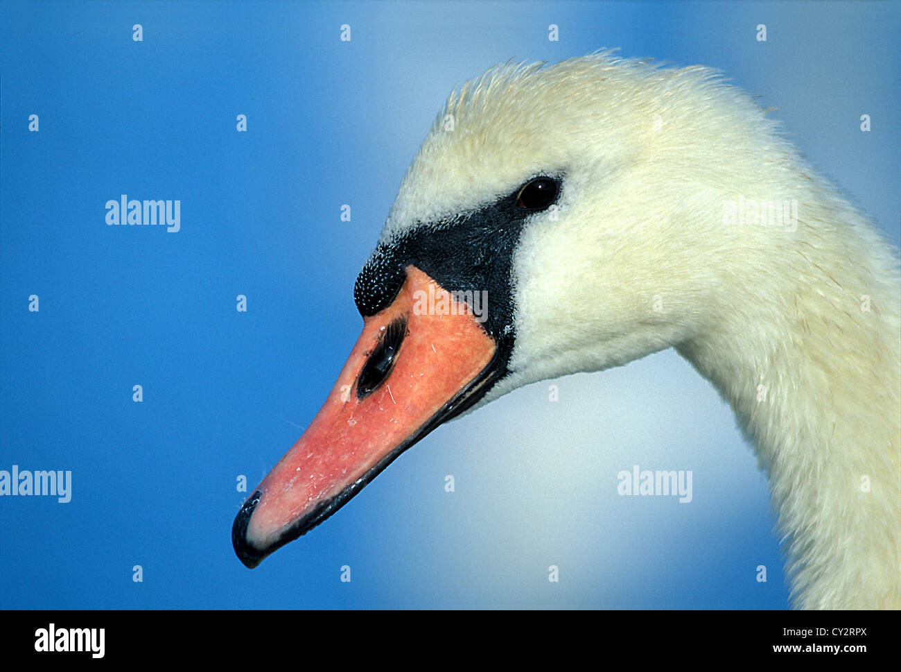 Swan head hi-res stock photography and images - Alamy