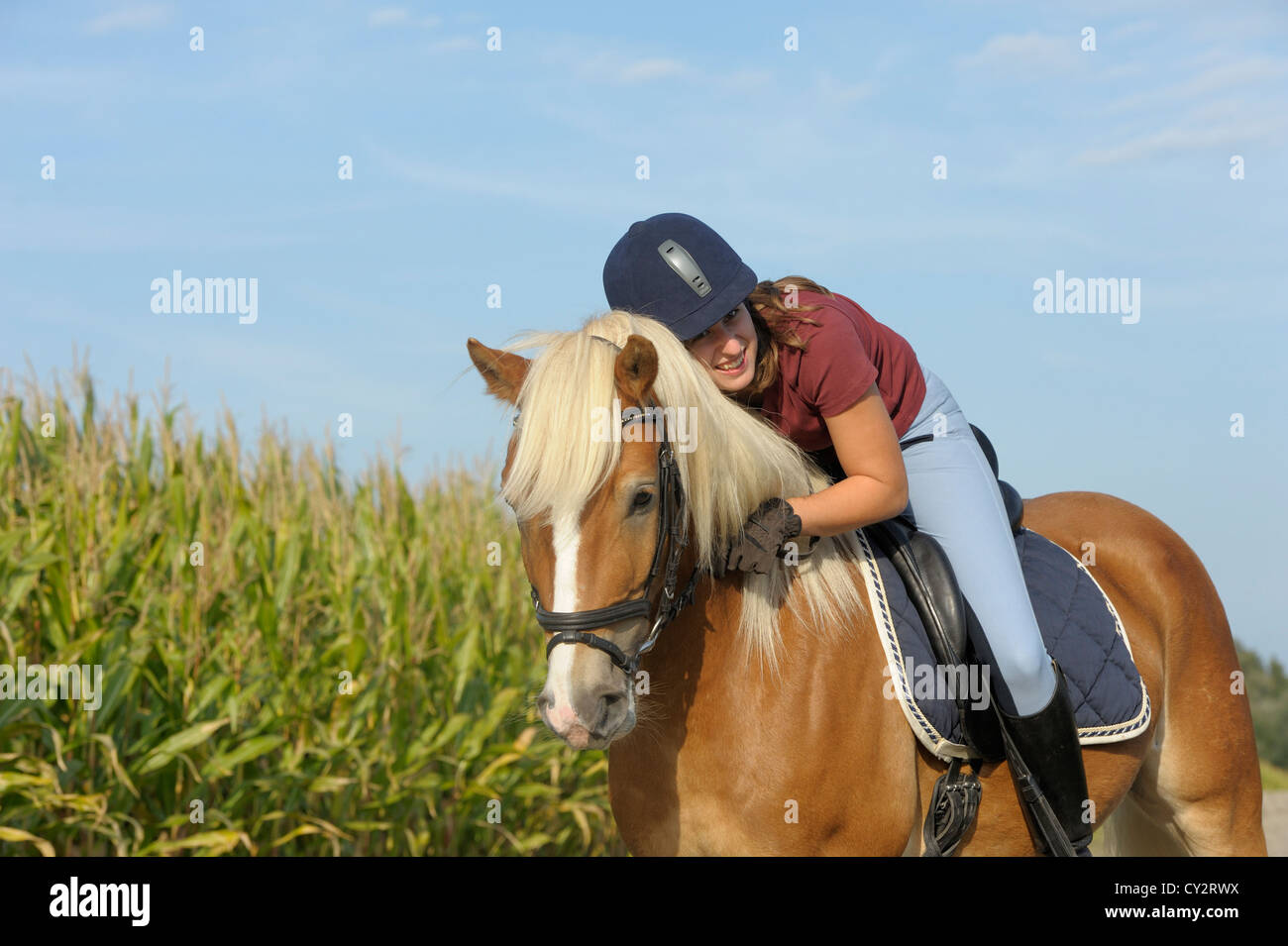 Rider haflinger hi-res stock photography and images - Alamy