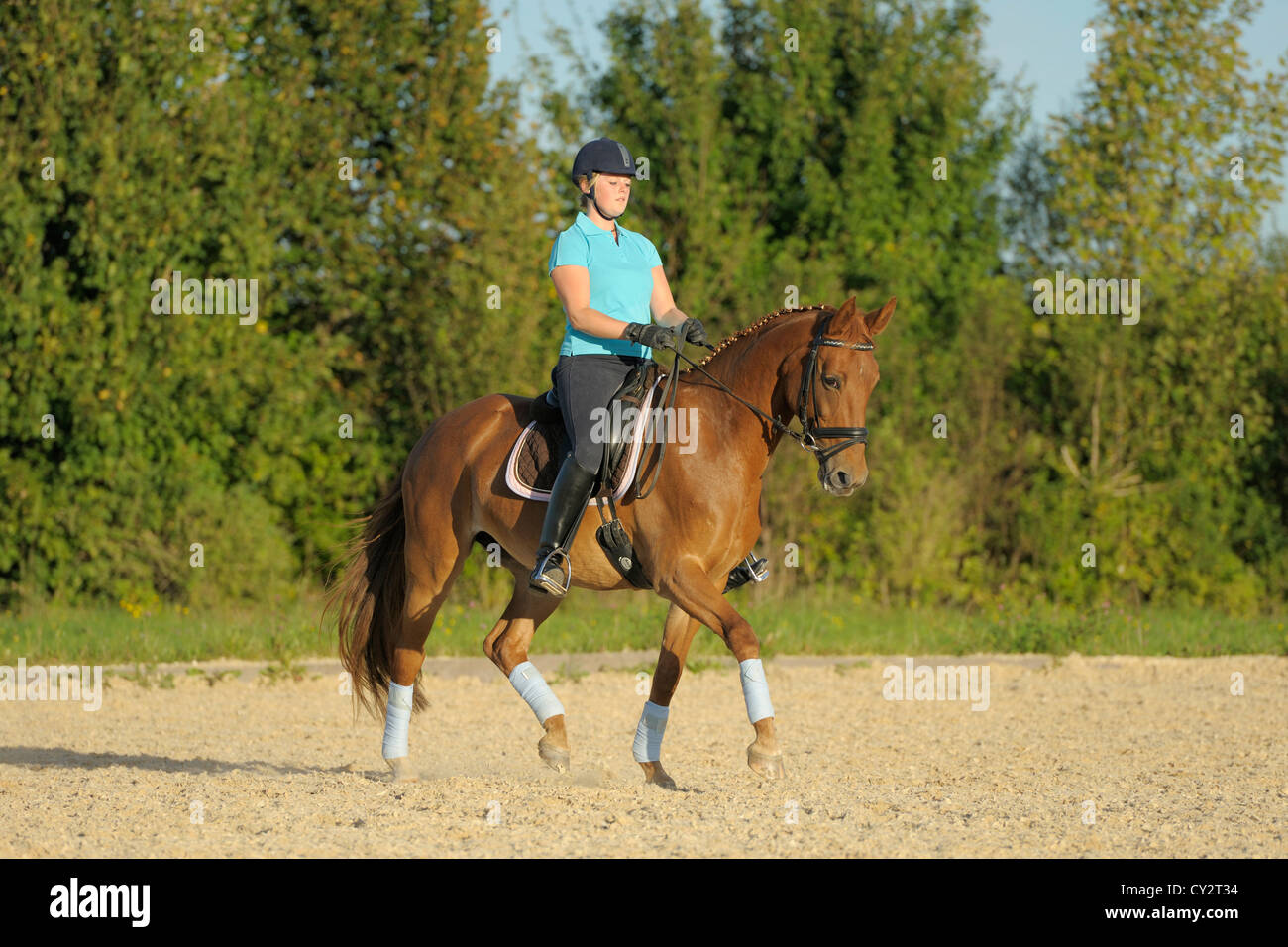 Dressage rider on back of a Bavarian horse riding medium trot Stock ...