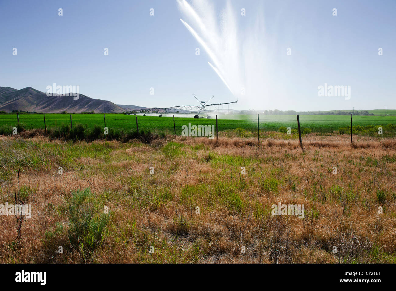 Irrigated alfalfa field hi-res stock photography and images - Alamy
