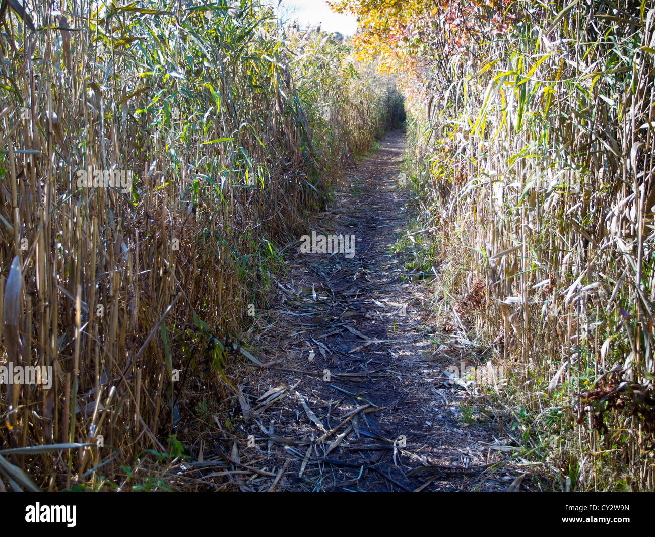 A path between some weeds Stock Photo - Alamy