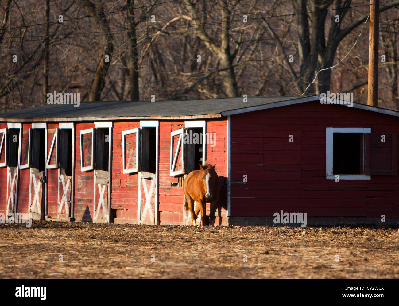 Horses outside their stalls Stock Photo - Alamy