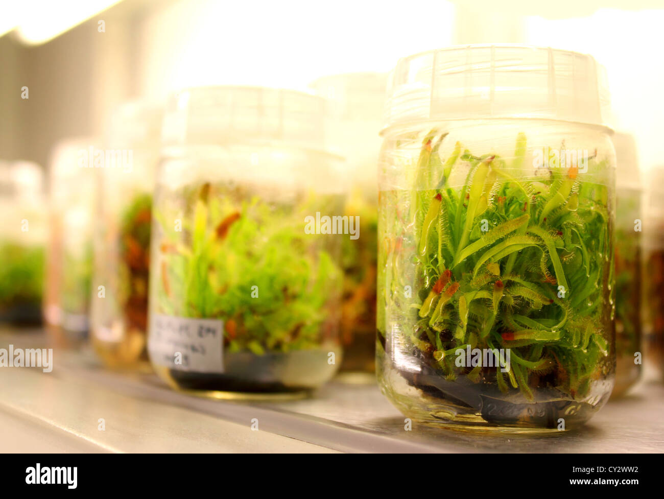 Botanic research lab hi-res stock photography and images - Alamy