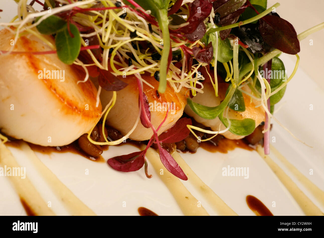 Hand Dived Scallops Stock Photo - Alamy