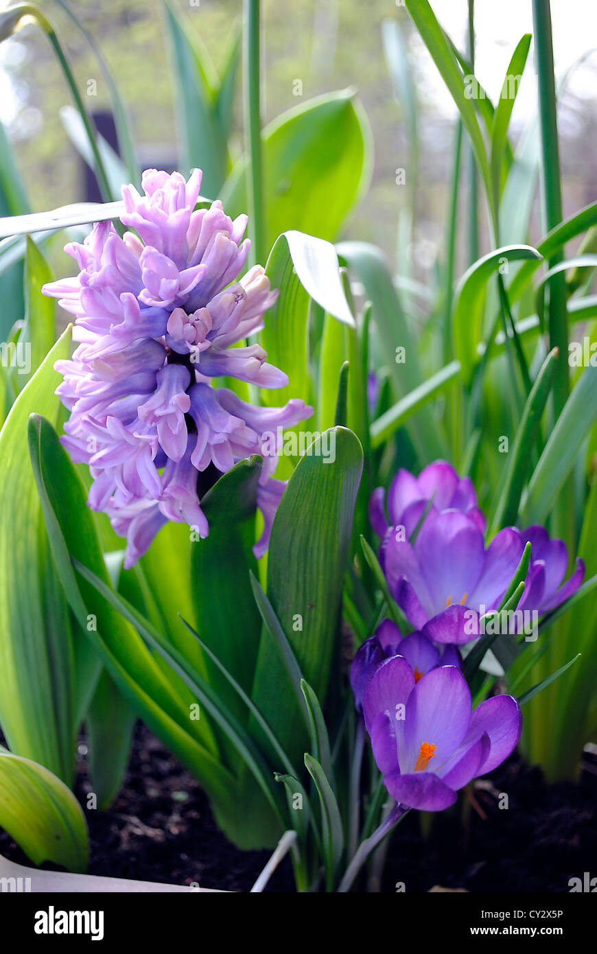 Hyacinthus sp hi-res stock photography and images - Alamy