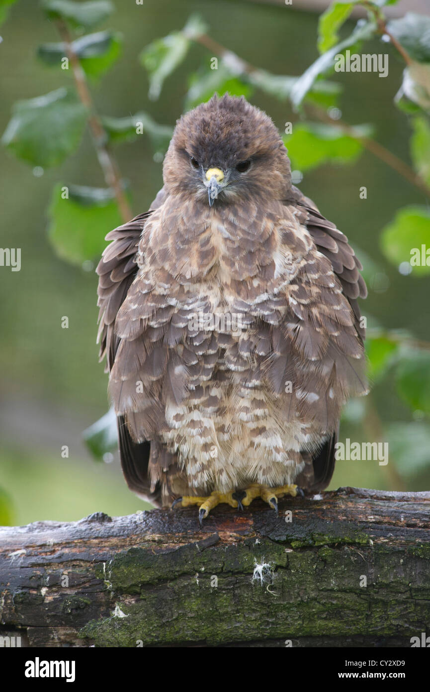 Common Buzzard (Buteo buteo Stock Photo - Alamy