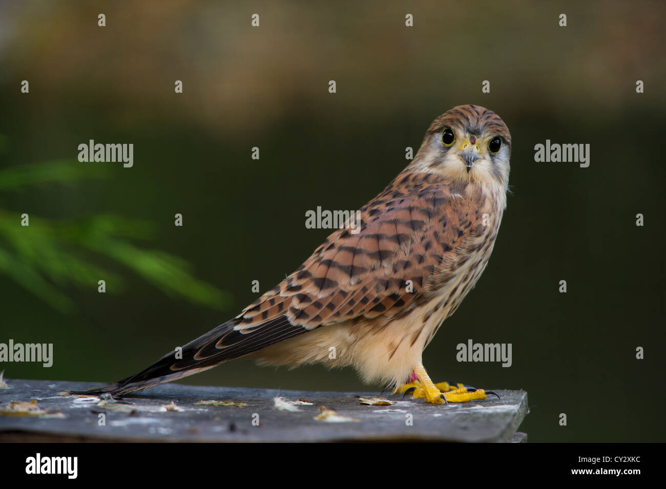 Uk british kestrel hi-res stock photography and images - Alamy