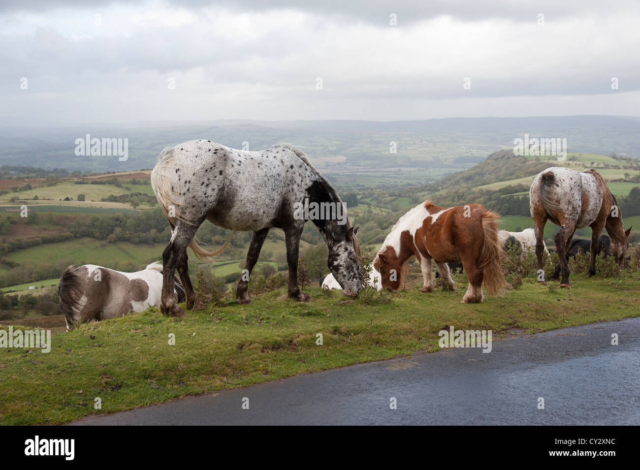 Group of wild ponies hi-res stock photography and images - Alamy