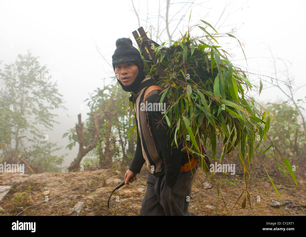 Man Of The Flower Hmong Tribe Carrying Leaves On His Back, Sapa ...