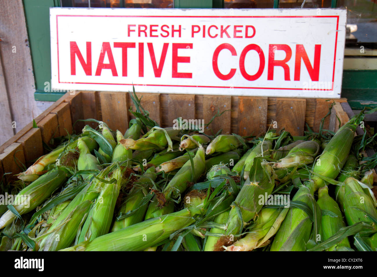 Cape Cod Massachusetts,Orleans,produce stand,native corn,display case ...