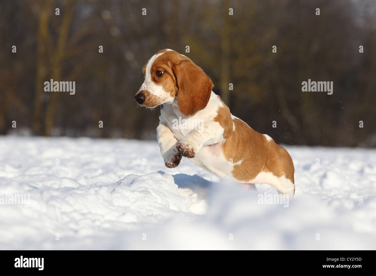 Basset Hound Running In Snow