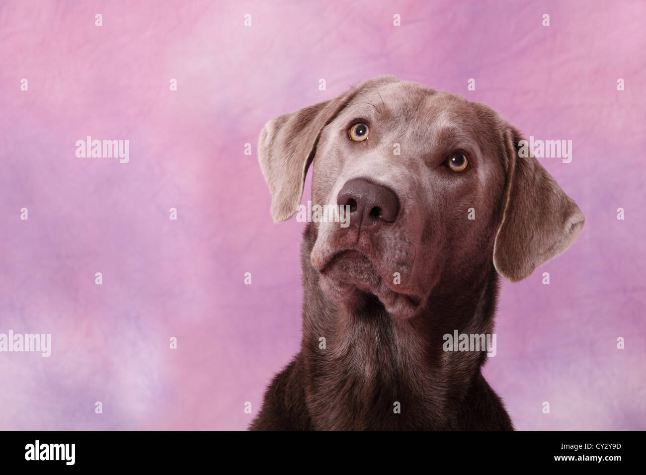 Silver gray hunting dog hi-res stock photography and images - Alamy