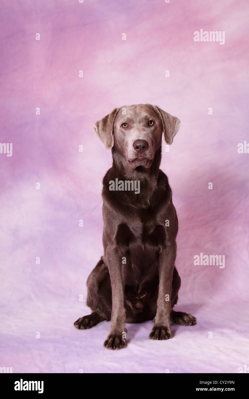 Silver dog hi-res stock photography and images - Alamy