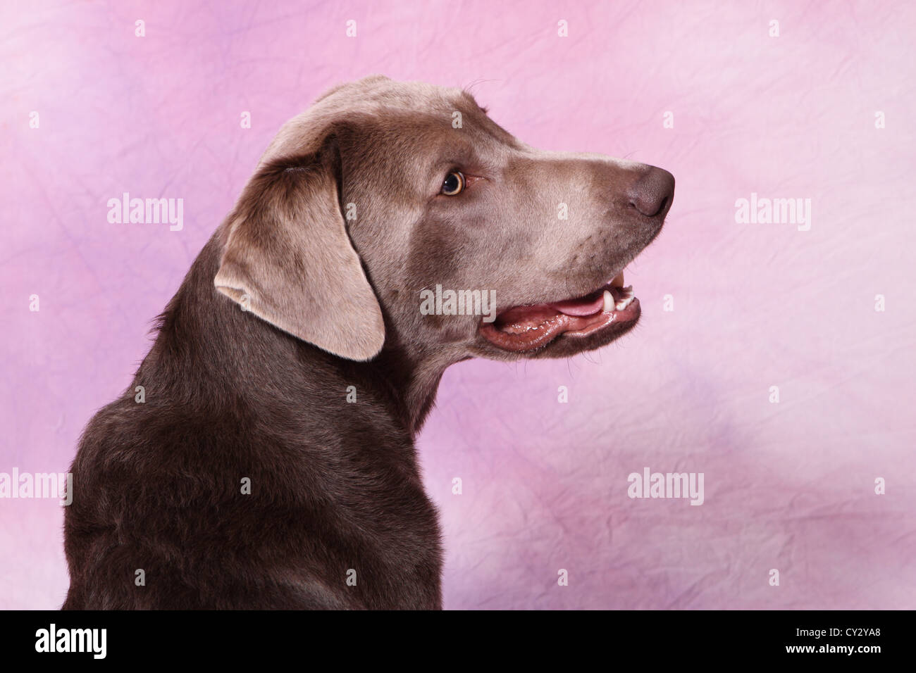 silver Labrador Retriever Portrait Stock Photo - Alamy