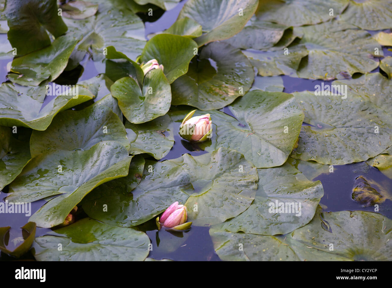 Green giant water lily pads hi-res stock photography and images - Alamy