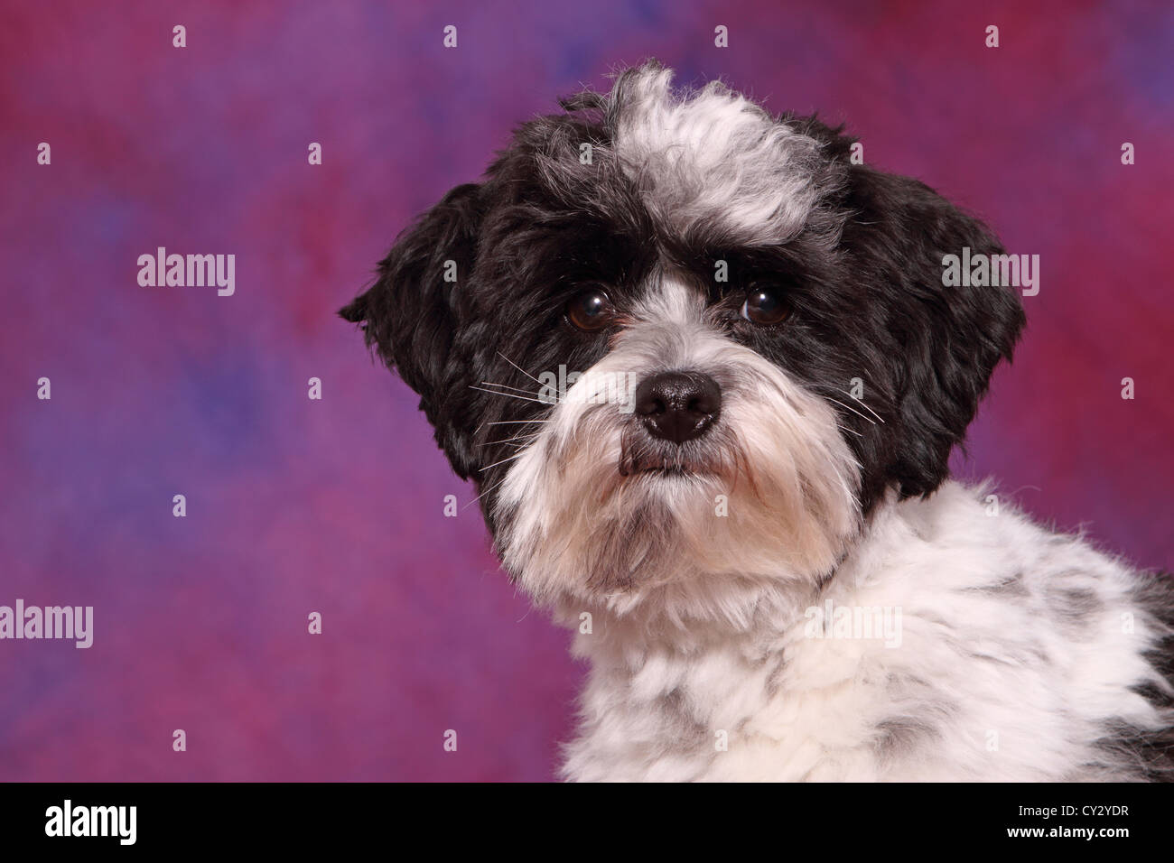 Bolonka zwetna Portrait Stock Photo - Alamy
