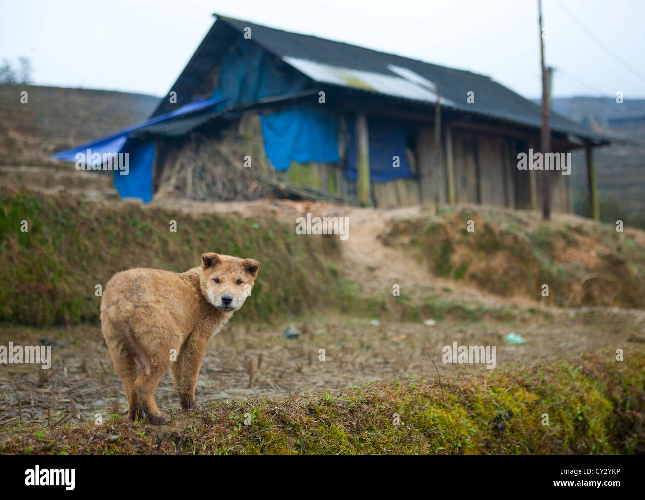 Dog In Front Of A Makeshift Shack, Sapa, Vietnam Stock Photo - Alamy