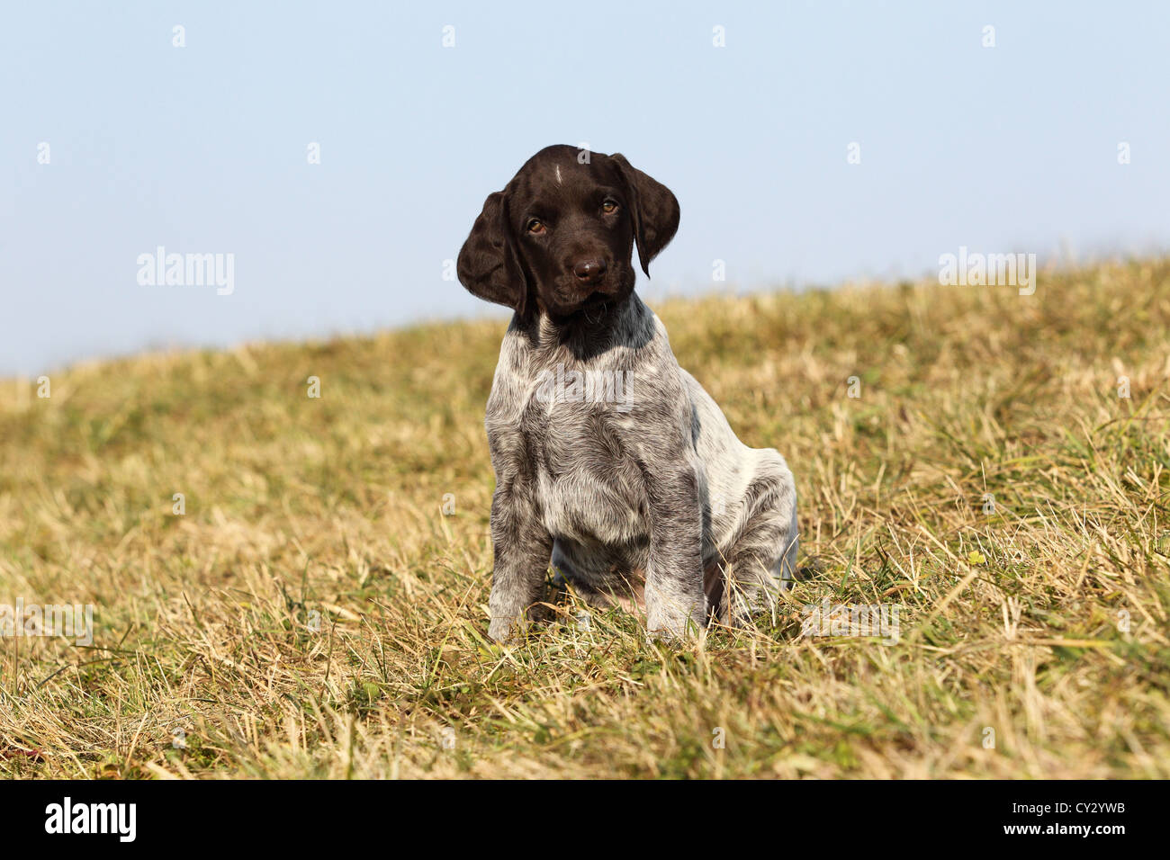 German wirehaired Pointer Puppy Stock Photo - Alamy