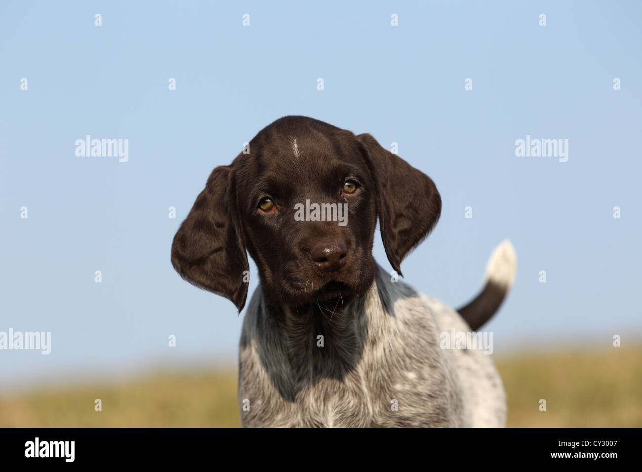 German wirehaired Pointer Puppy Stock Photo - Alamy