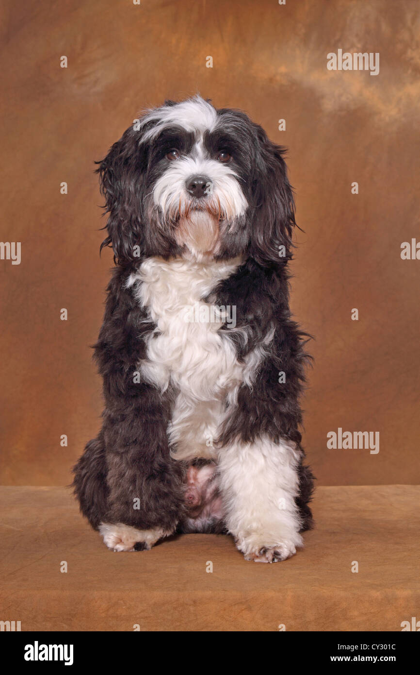 Tibet dog hi-res stock photography and images - Alamy