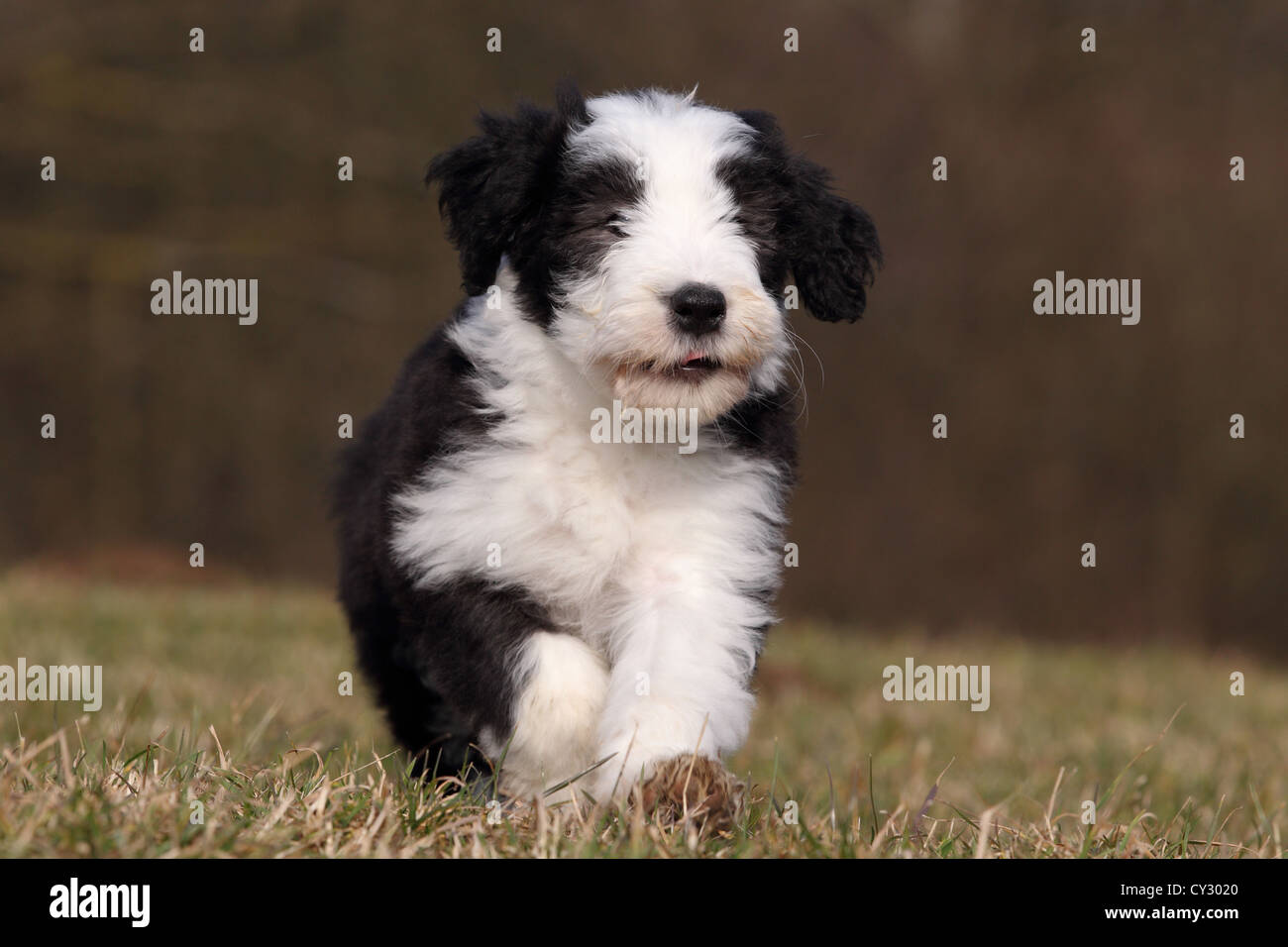 Bearded Collie Puppy Stock Photo - Alamy