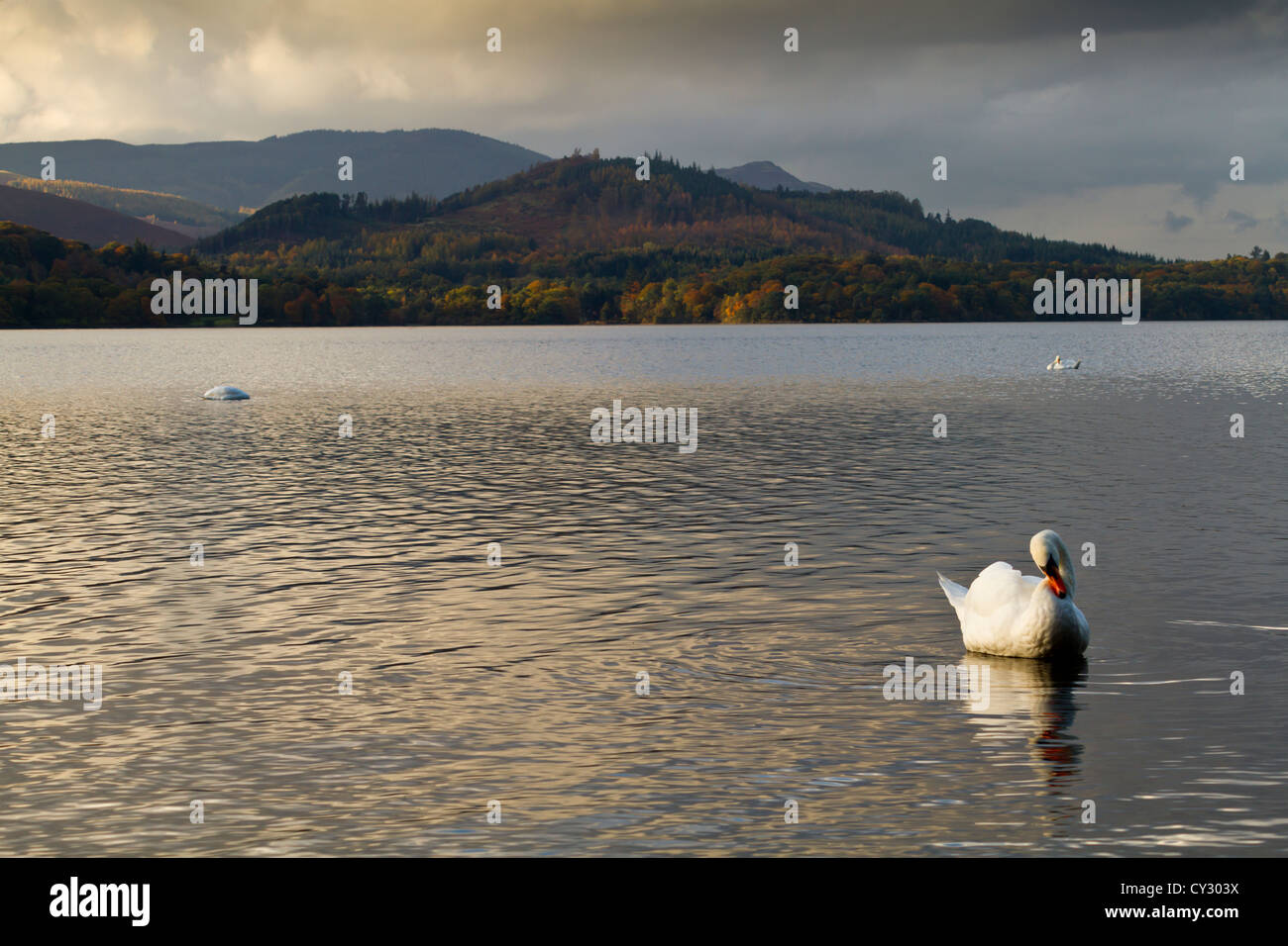 Swan ON Derwent Water Stock Photo - Alamy