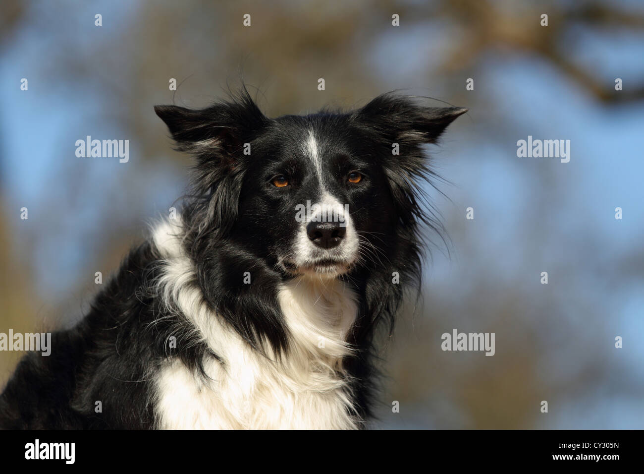 Border Collie Portrait Stock Photo - Alamy