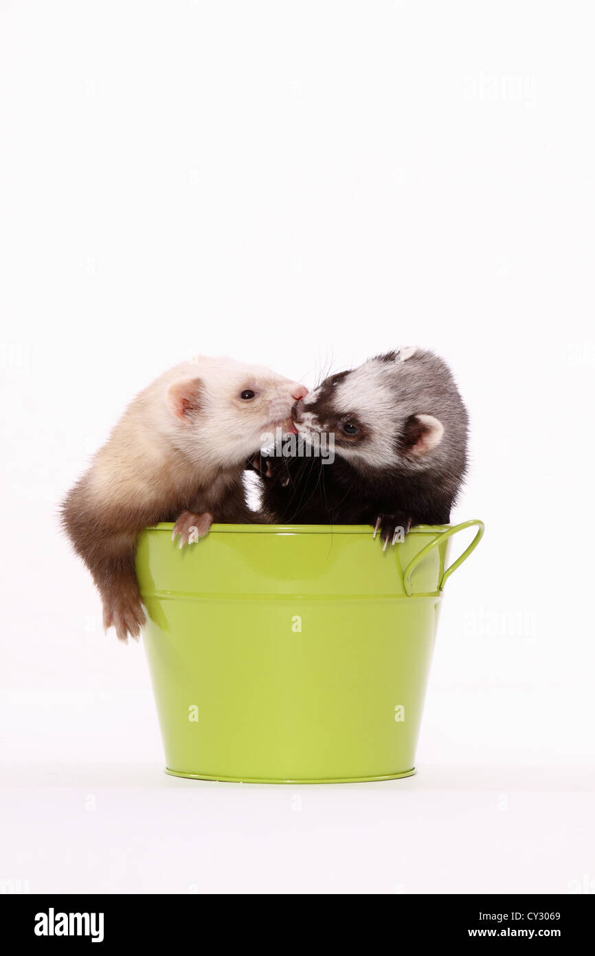 Ferrets cut out hi-res stock photography and images - Alamy