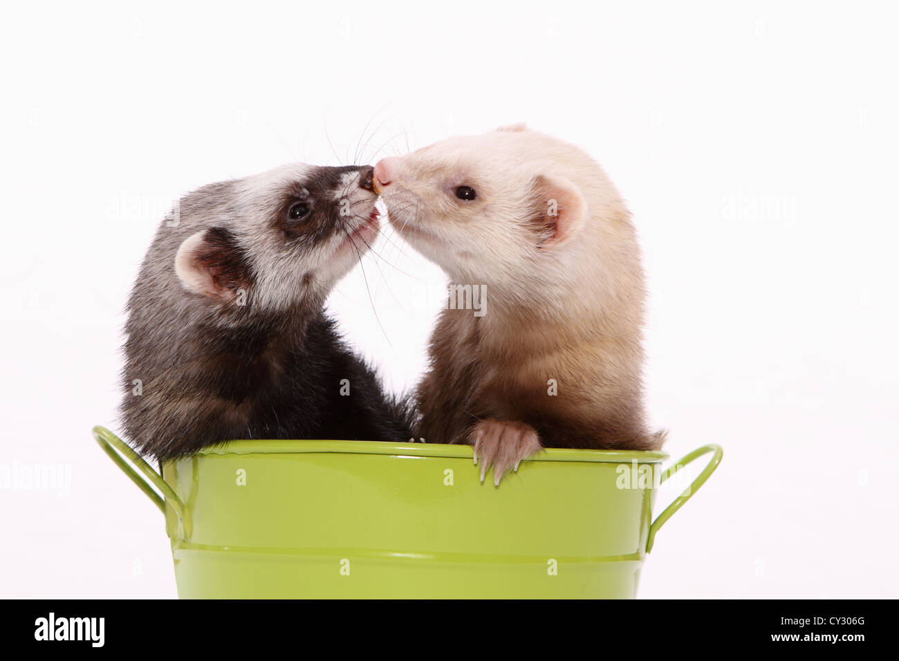 Ferret paw hi-res stock photography and images - Alamy