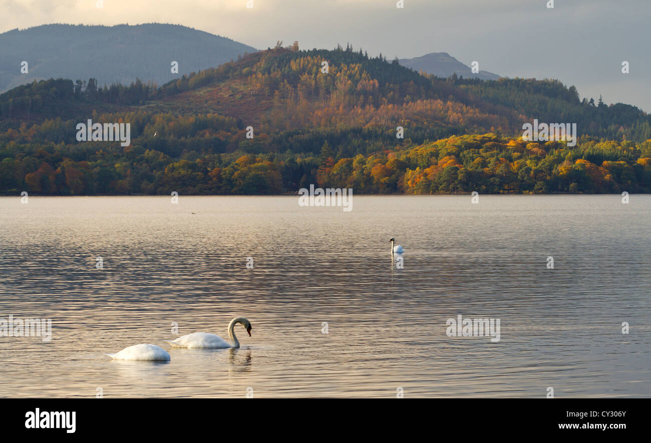 Swans On Derwent Water Stock Photo - Alamy
