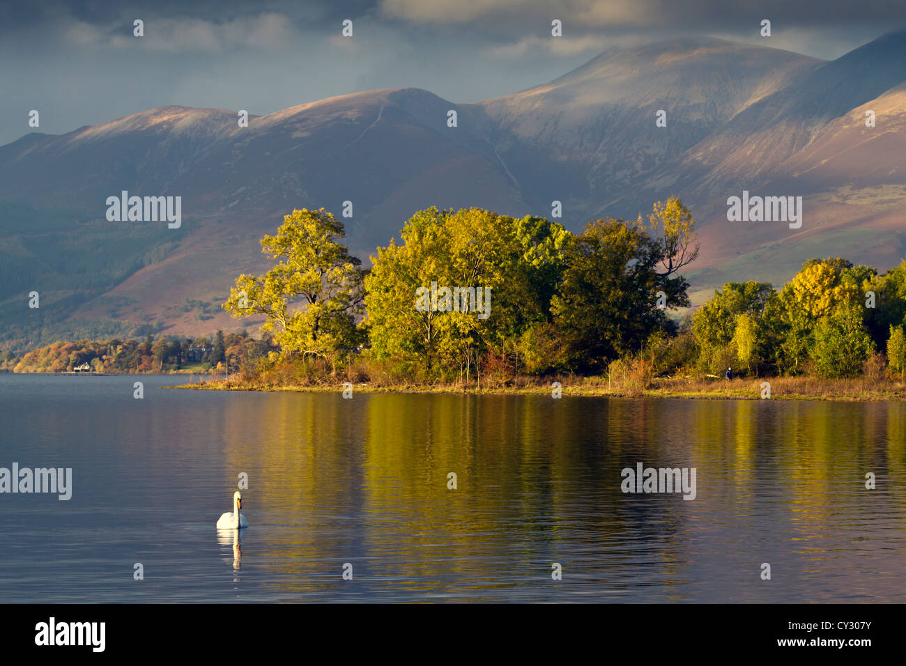 A Swan On Derwent Water Stock Photo - Alamy