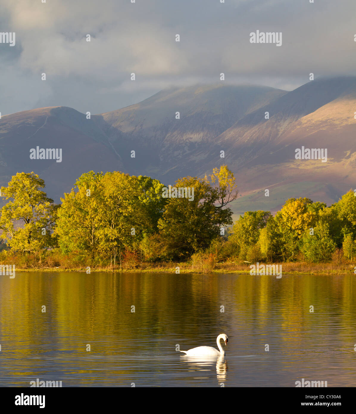 A Swan On Derwent Water Stock Photo - Alamy