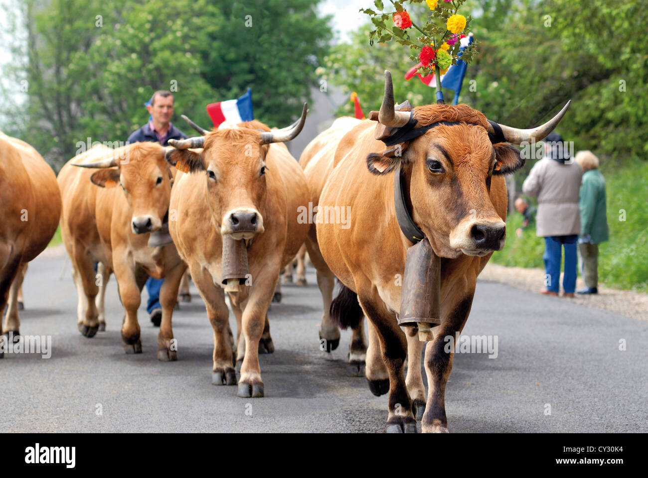 France, Midi-Pyrenees: Cow parade during Transhumance in Aubrac Stock ...