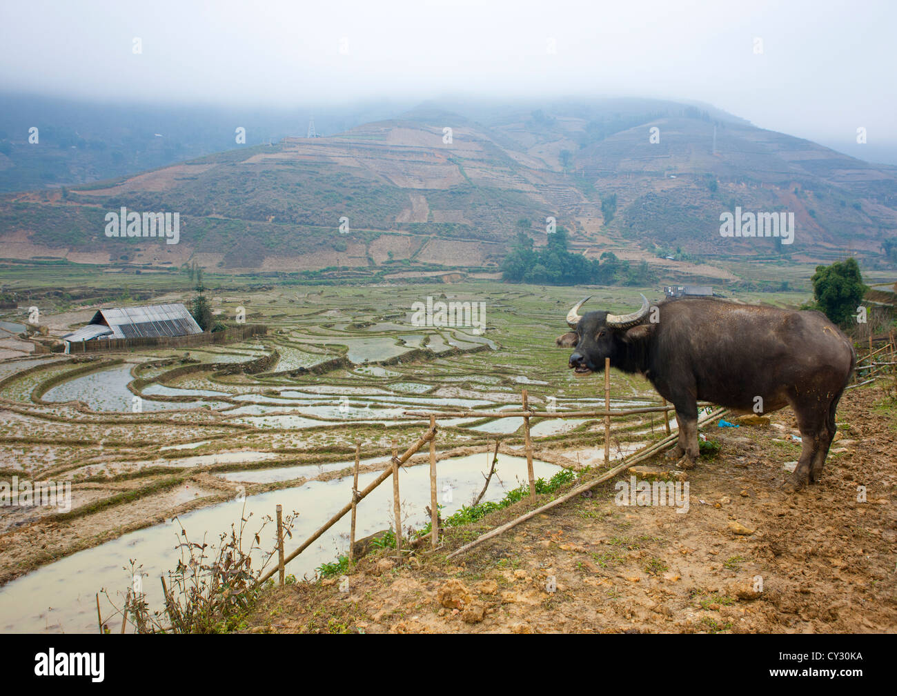 Buffalo In Front Of Terrace Paddy Fields, Sapa, Vietnam Stock Photo - Alamy