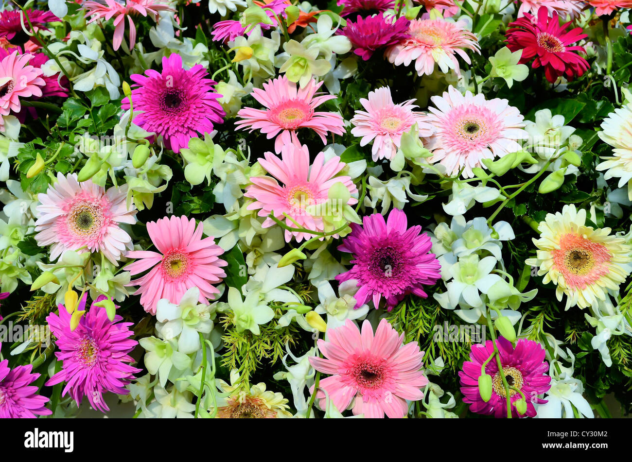 Close-up of daisies and orchids flower arrangement Stock Photo - Alamy
