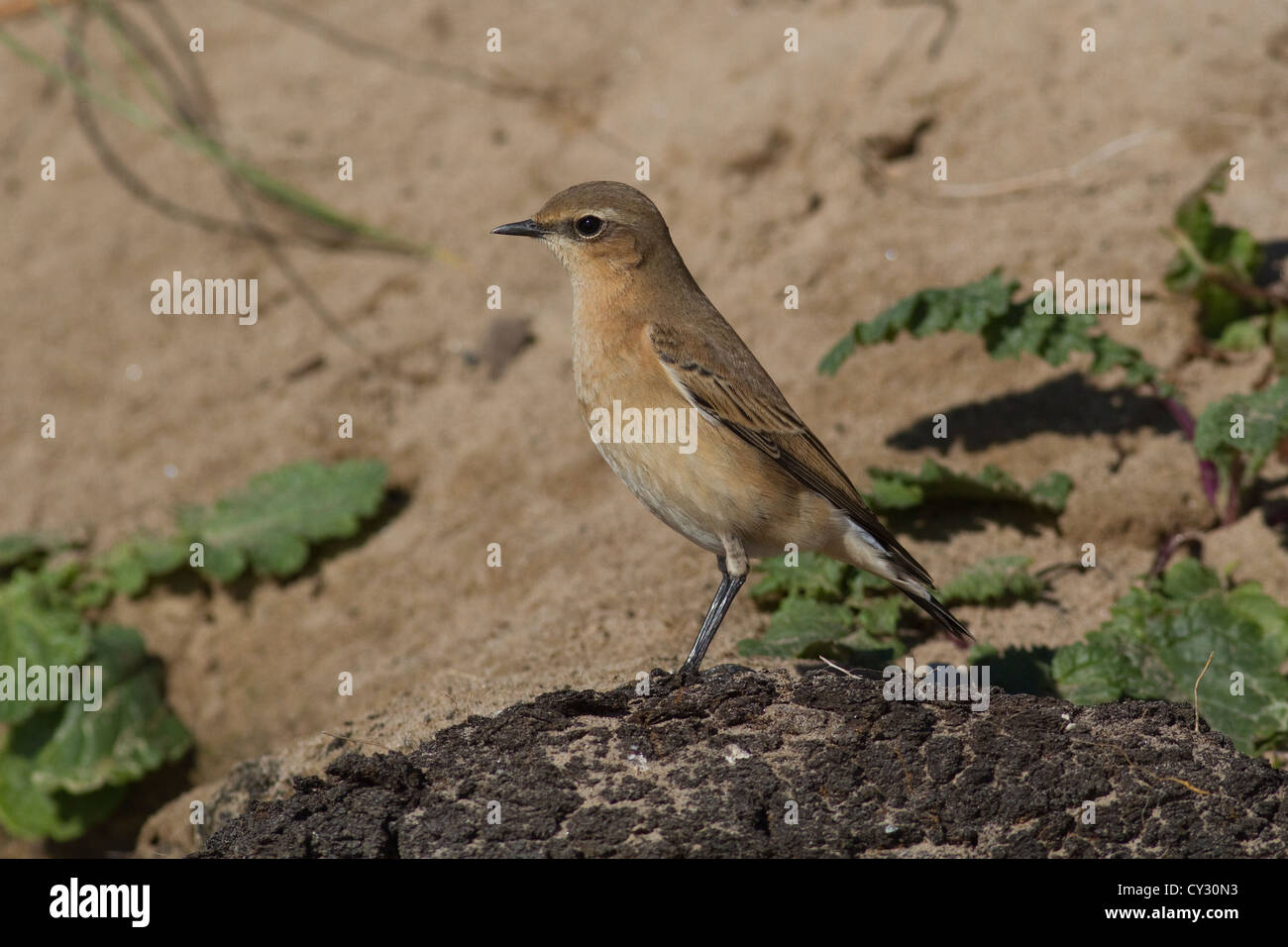 Wheatear at beach hi-res stock photography and images - Alamy