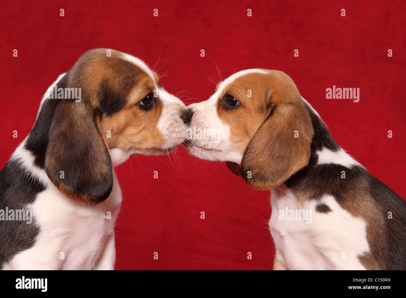 Puppies kissing beagle hi-res stock photography and images - Alamy