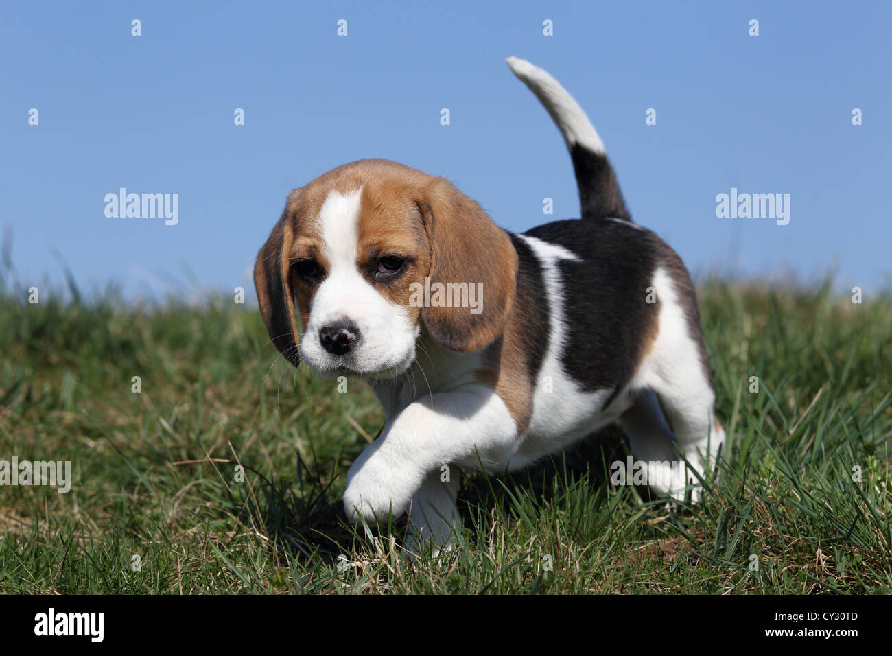 Free the beagles hi-res stock photography and images - Alamy