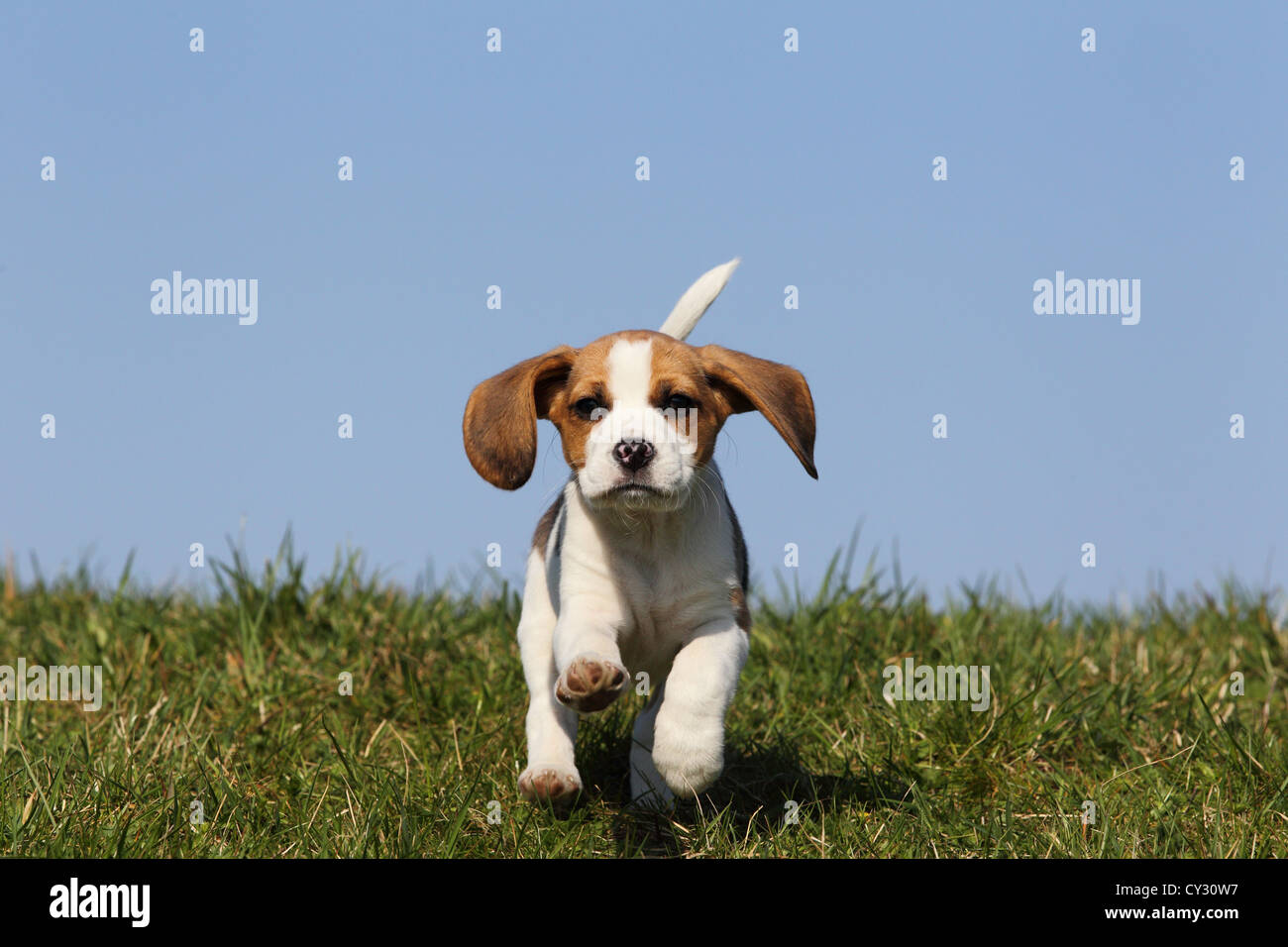 Free the beagles hi-res stock photography and images - Alamy