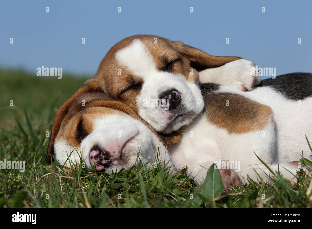 Dog beagle two puppies hi-res stock photography and images - Alamy