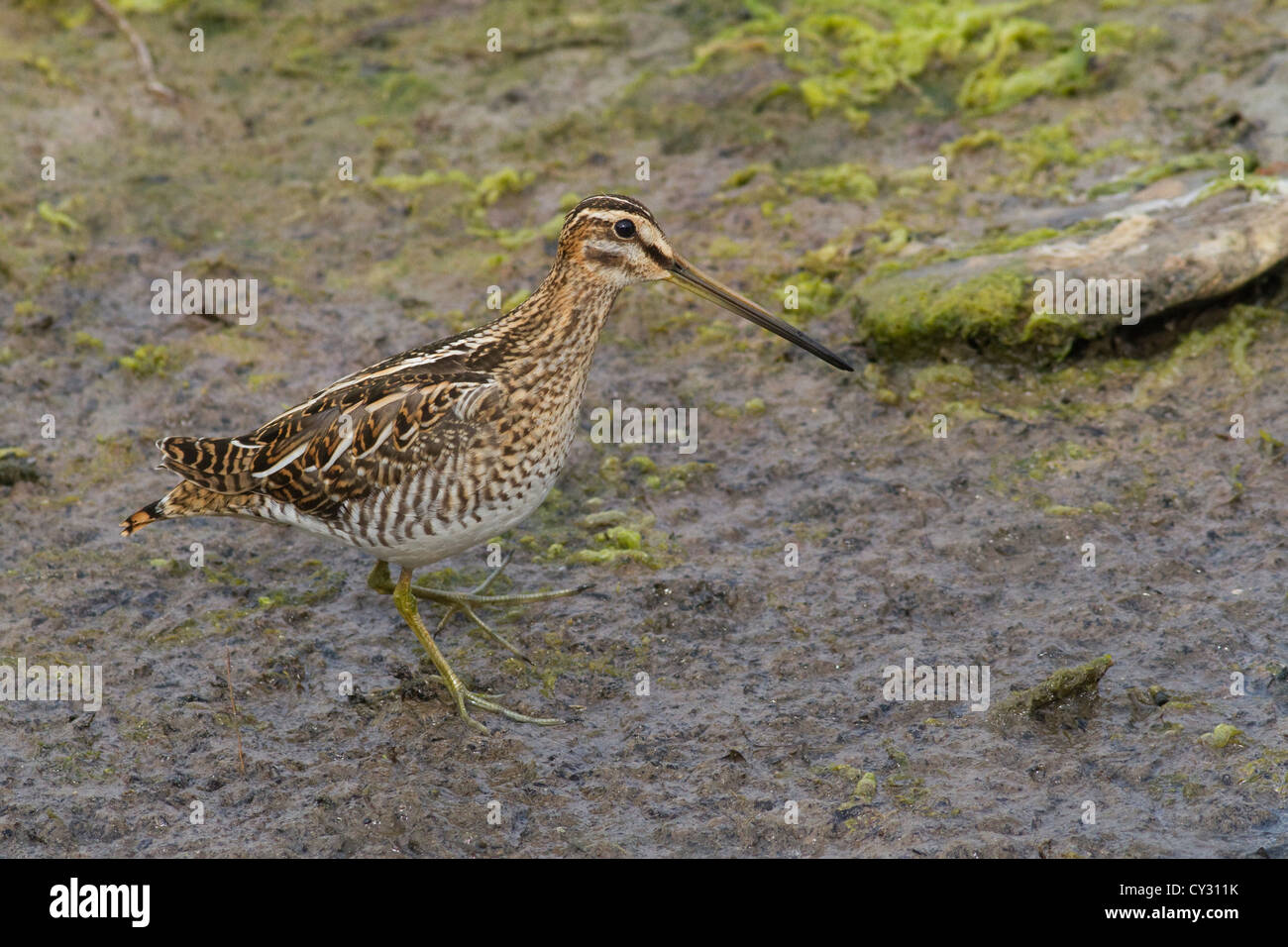 Snipe birds hi-res stock photography and images - Alamy