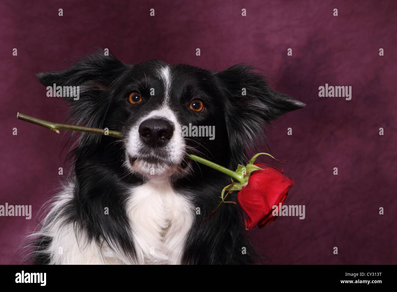 Border Collie Portrait Stock Photo - Alamy