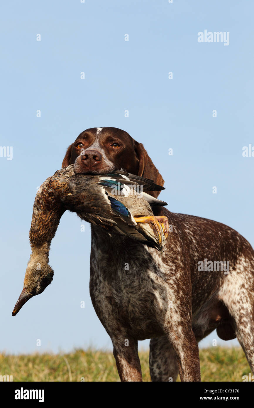 Does The Braque Francais Grow Big