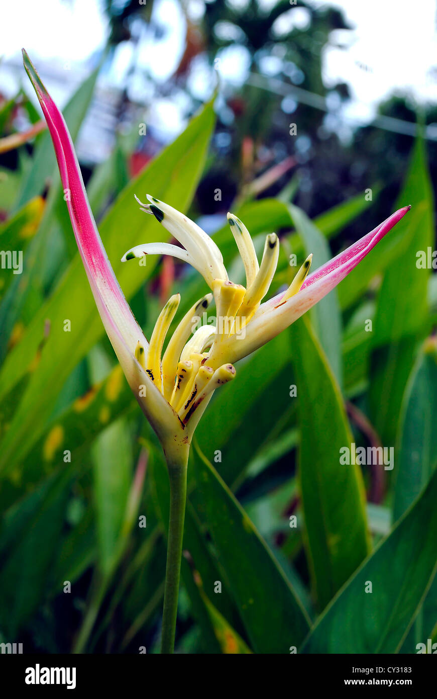 Pink heliconia flower hi-res stock photography and images - Alamy