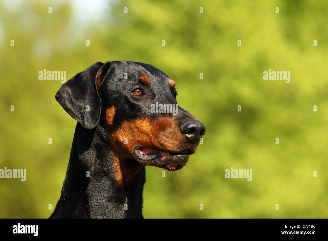Doberman Pinscher Portrait Stock Photo - Alamy