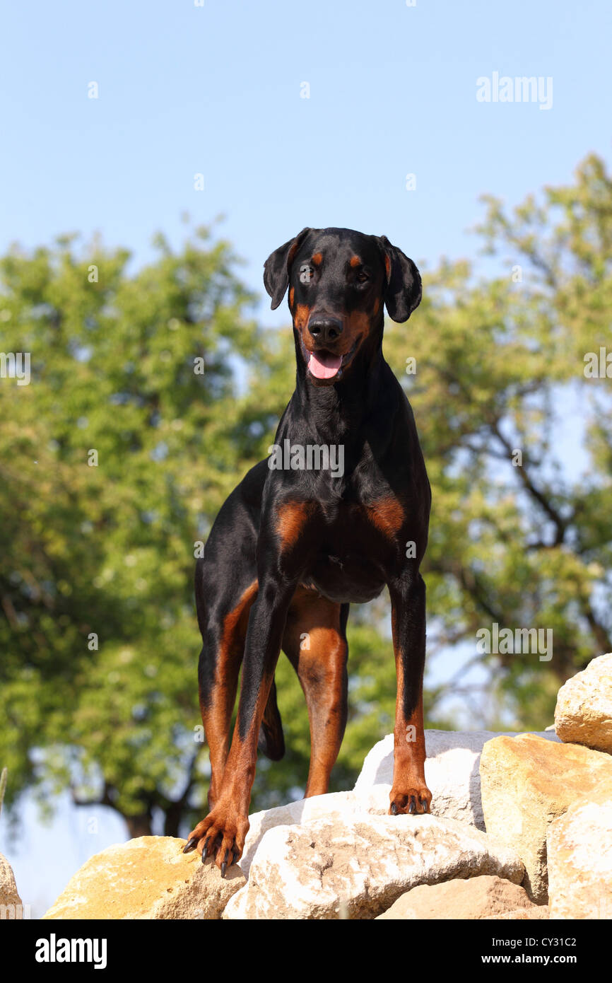 standing Doberman Pinscher Stock Photo - Alamy