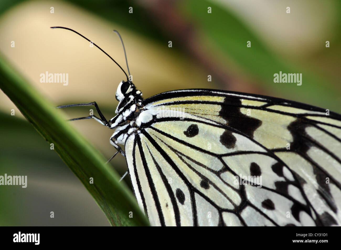 White Tree Nymph (Idea leuconoe Stock Photo - Alamy