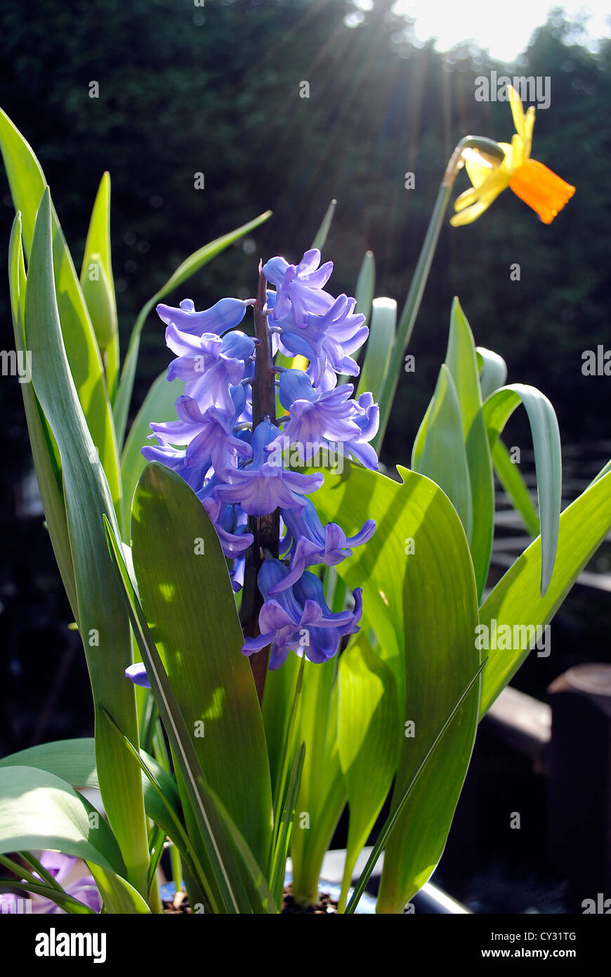 Hyacinth BLUE JACKET Stock Photo - Alamy