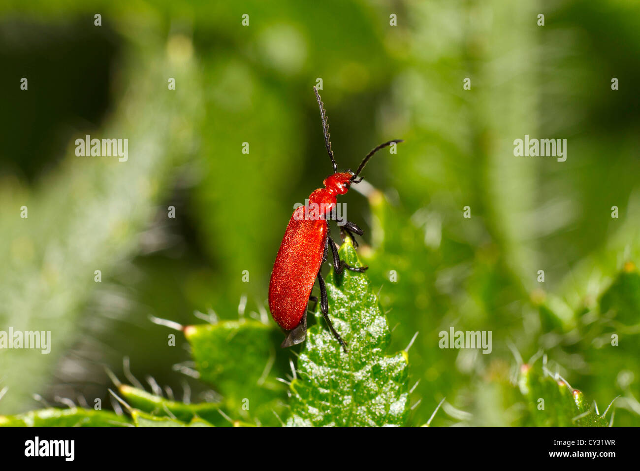 Carnivorous beetle hi-res stock photography and images - Alamy